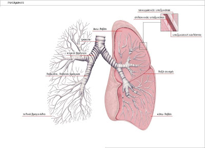 Εγκύκλιος Παιδεία: Η ΑΝΑΠΝΟΗ(2)