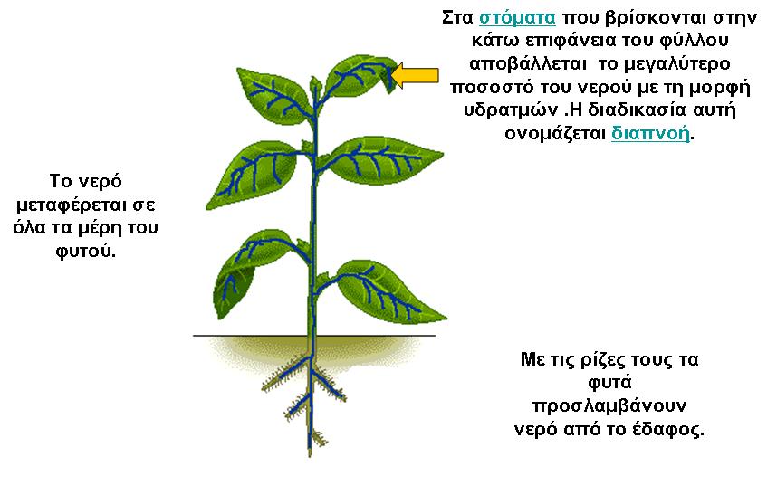 Εγκύκλιος Παιδεία: Η ΔΙΑΠΝΟΗ