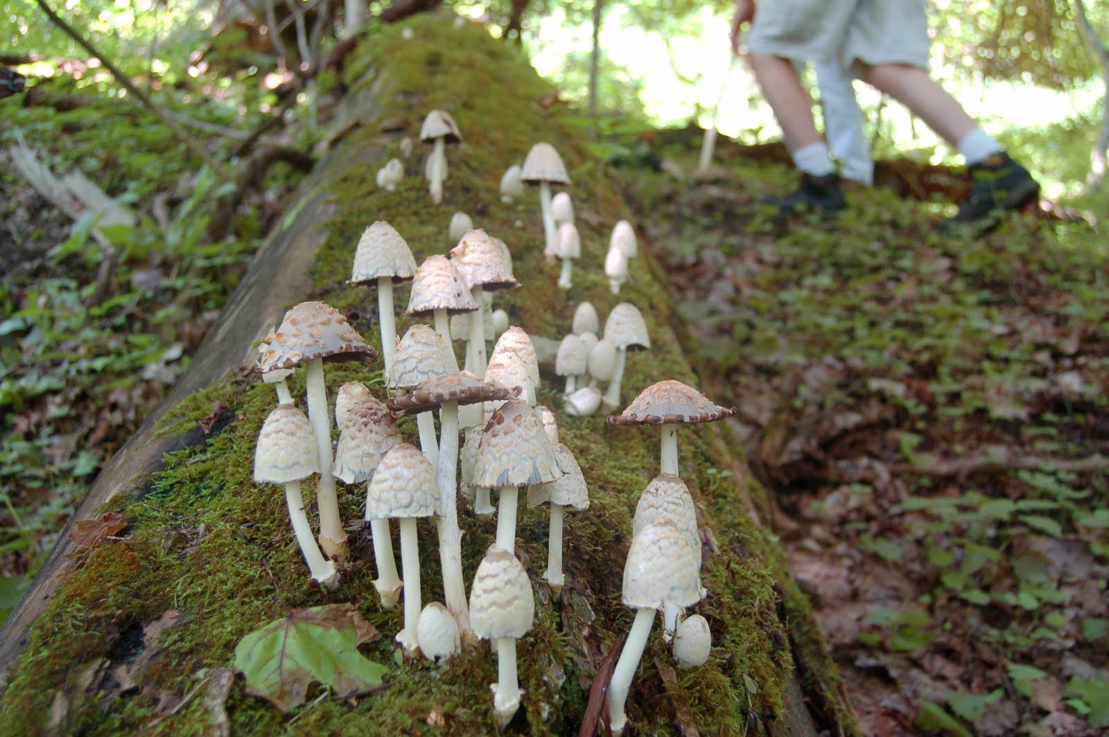 Froth Slosh B'Gosh: 06/01/2010 - 07/01/2010