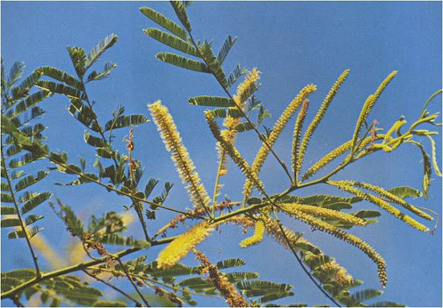 SAGRADA UMBANDA ORIGINAL - SJC: JUREMA - PLANTA COM DIVERSIDADE