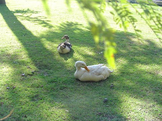 Simón y el pato cua-cua | Sobreprotexión