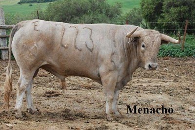 Blanco y Oro: * Pelajes del toro (Capítulo I)