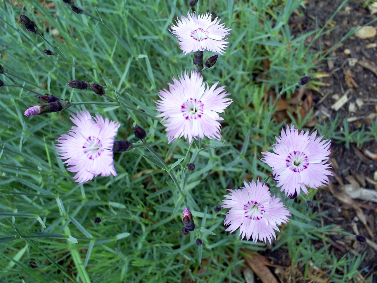 Muscari Musings: Dianthus gratianopolitanus...