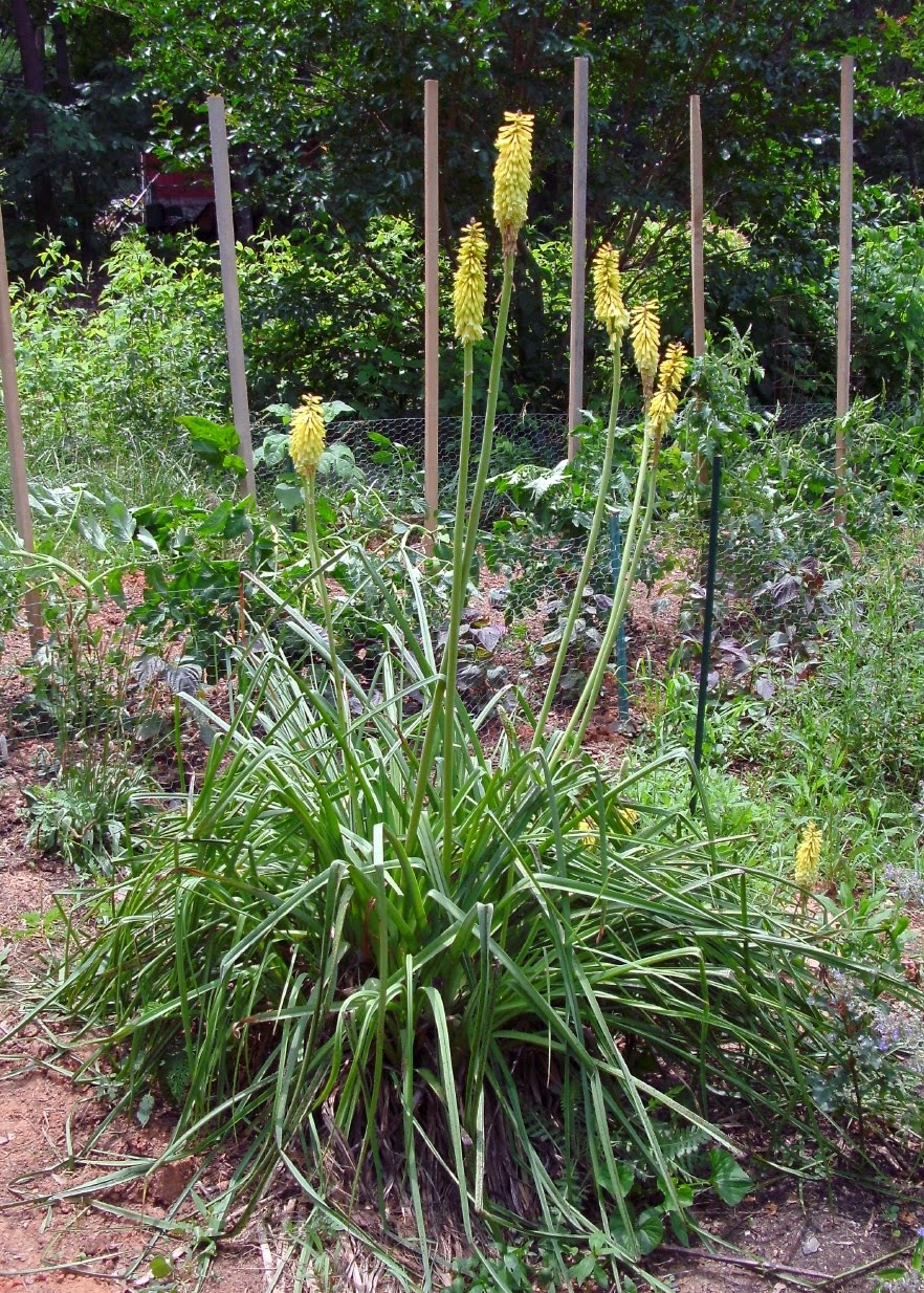 Muscari Musings: Red Hot Poker Plant...
