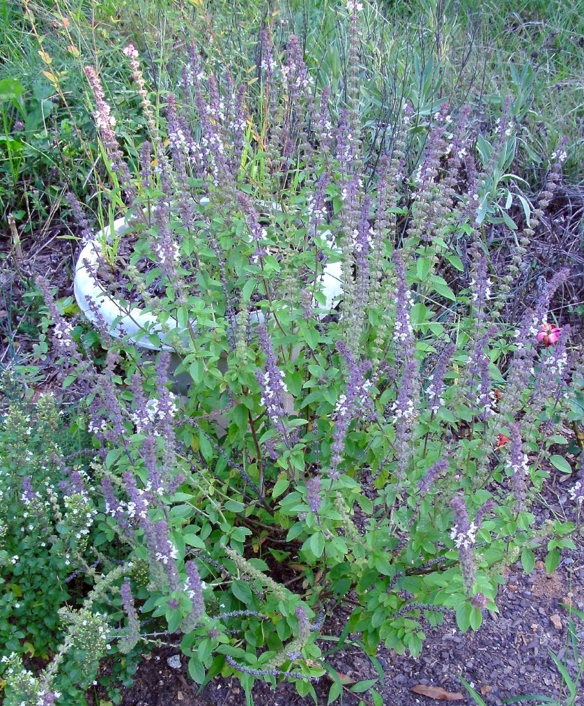 Muscari Musings: African Blue Basil...