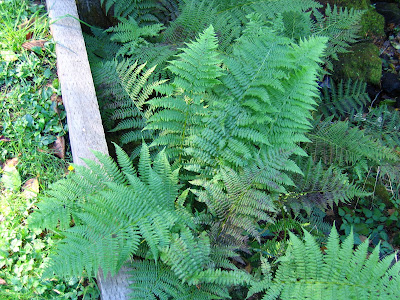 Native Oregon Plants: Native Oregon Coastal Plant I.D. Challenge!