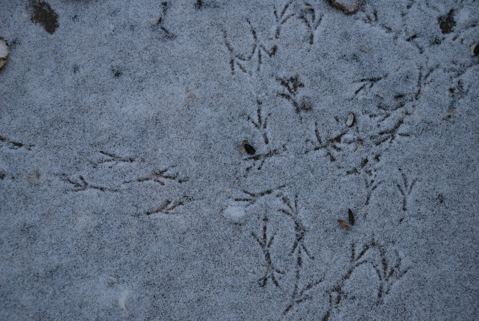 Claudia's Illustration Blog: Tell-tail tracks: BIRD