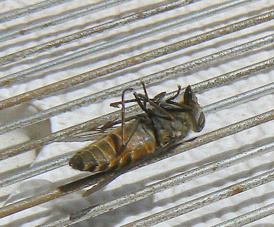 Cruising the Pacific Northwest, San Juan Islands, British Columbia ...