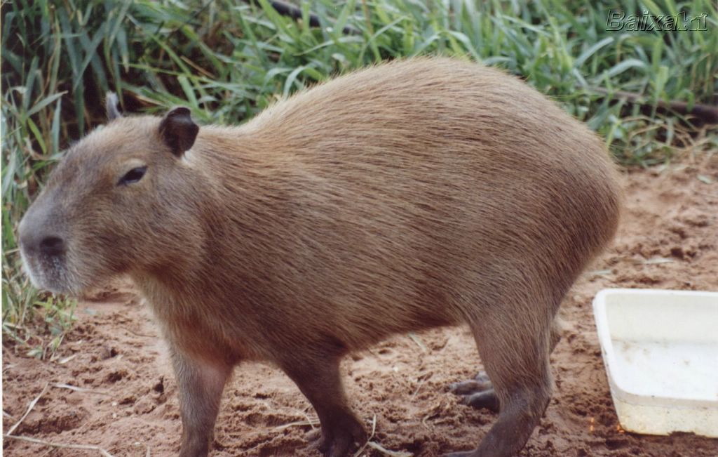 zoologico virtual: CAPIVARA