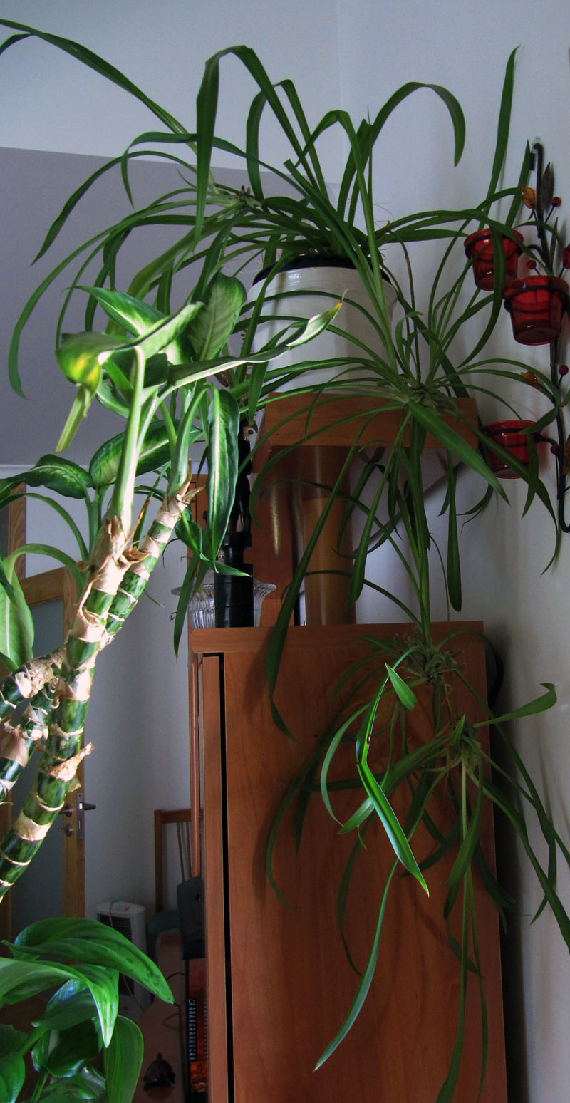Diário de um Jardim: Chlorophytum Comosum - Clorófito