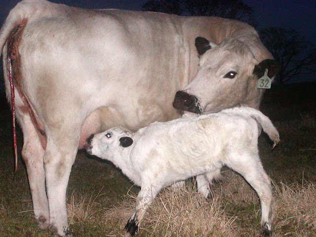 British White Beef Cattle - Super Performance on Grass and in the ...