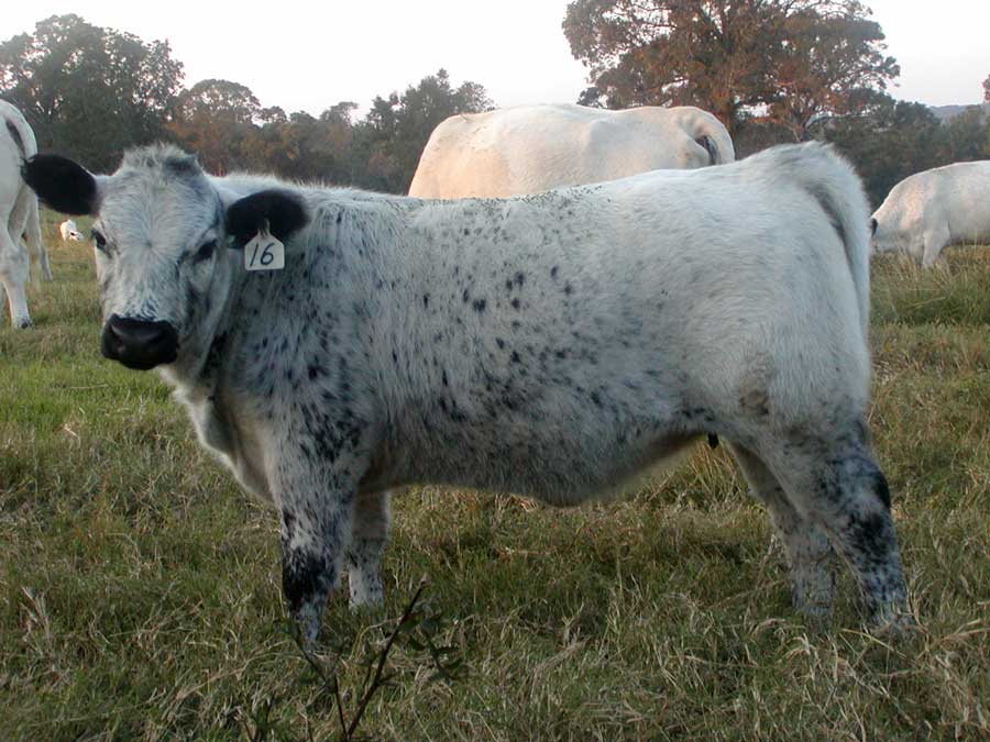 British White Cattle in Southeast Texas - JWest Cattle Company: What is ...