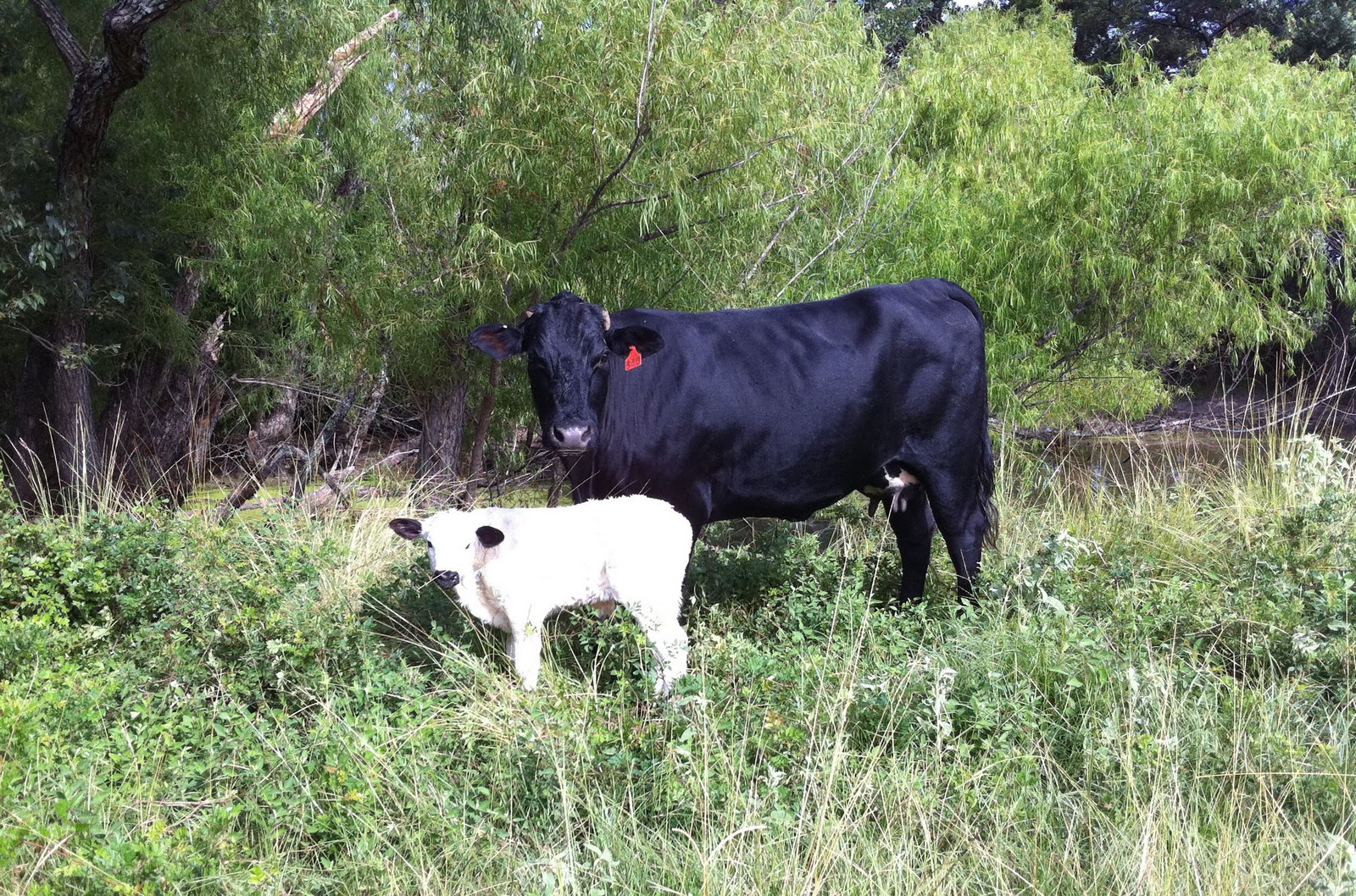 British White Cattle in Southeast Texas - JWest Cattle Company: British ...