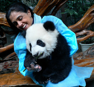 NR blog for images: Mariam Ram with a baby panda, at the Chengdu panda ...