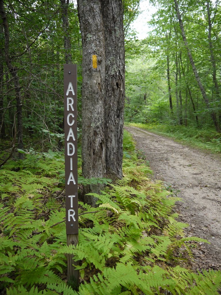 In the Field: Arcadia Forest, Rhode Island