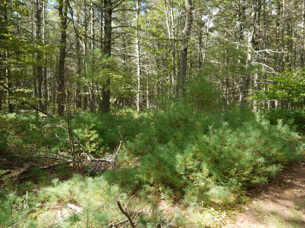 In the Field: Arcadia Forest, Rhode Island