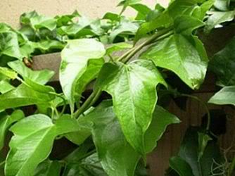 .: Beneficios do Guaco