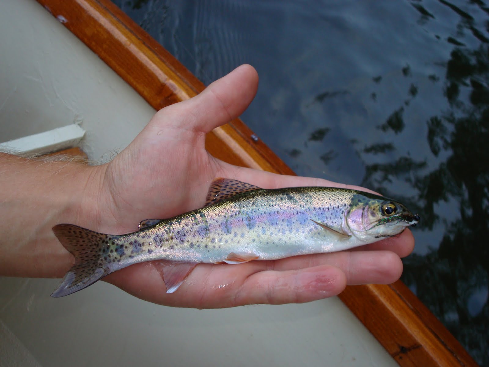 Peter's Fly-Fishing Adventures: Floating the Tuck