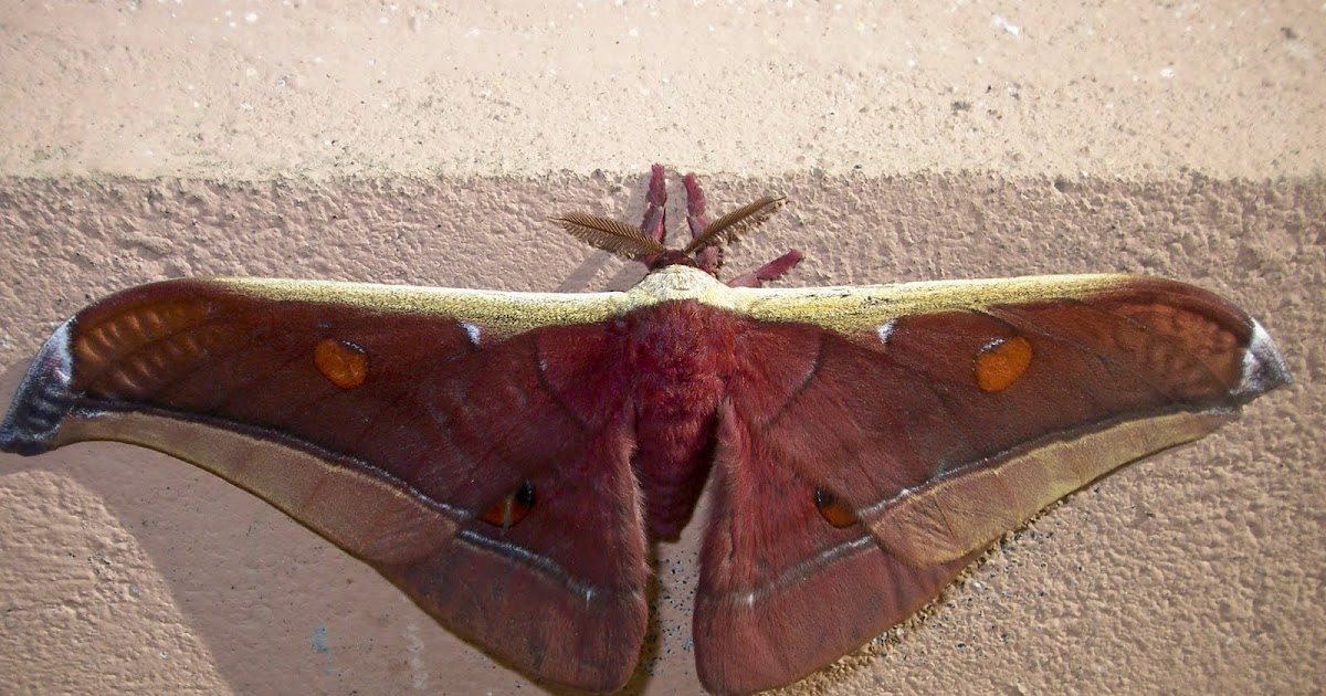 Moth : The Muga Silkworm or Assam Silkmoth ( Antheraea assamensis) from ...