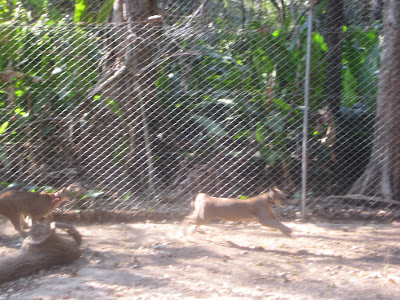 Parque Ambue Ari -- Inti Wara Yassi