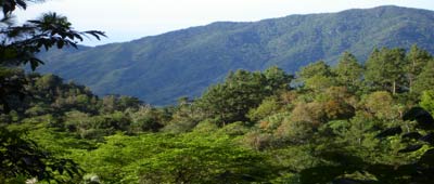 Puerto Rico Ponderings: The Location: Puerto Rico Rainforest