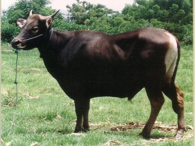 BELANG BELANG: Gambaran Umum Sapi Bali