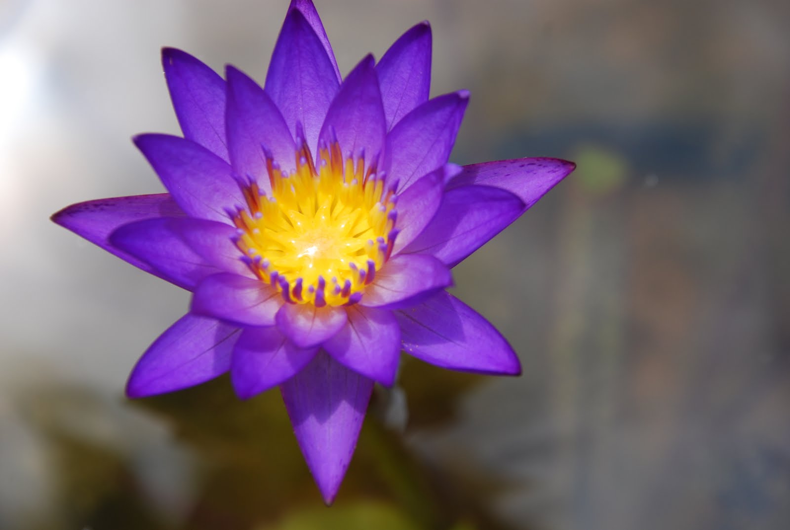 Valley View Farms: PLANT OF THE WEEK: Panama Pacific Tropical Water Lily