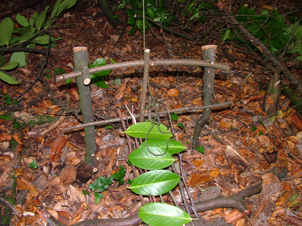 Belfast Bushcraft Blog: Platform trap.
