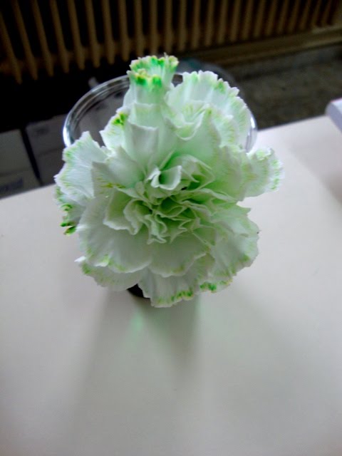 LAS NOTICIAS DE 5º B: ¿UN CLAVEL VERDE? ¿O AMARILLO?