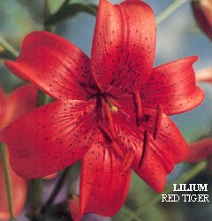 .Cunamoryvos: "AZUCENA DEL BOSQUE"