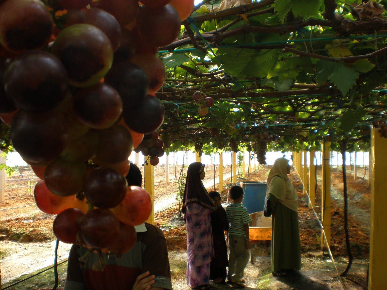 Nafru Homestay: LADANG ANGGUR SIK