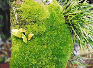 Moss: Common New Zealand Moss Varieties