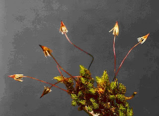 Moss: Common New Zealand Moss Varieties