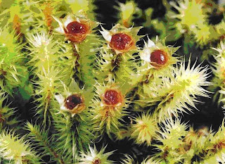 Moss: Common New Zealand Moss Varieties