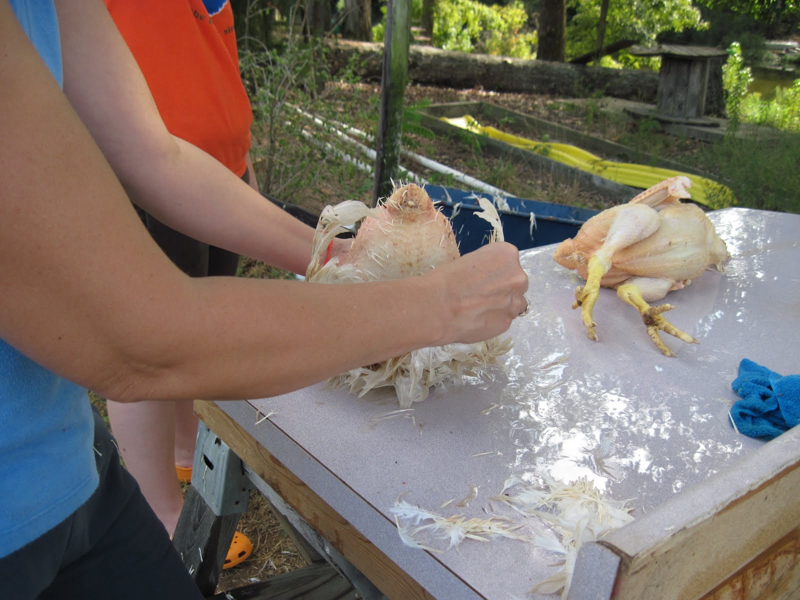 Meat Chickens - Cut, Scald, Pluck, Clean | The Twenty-eight Eleven