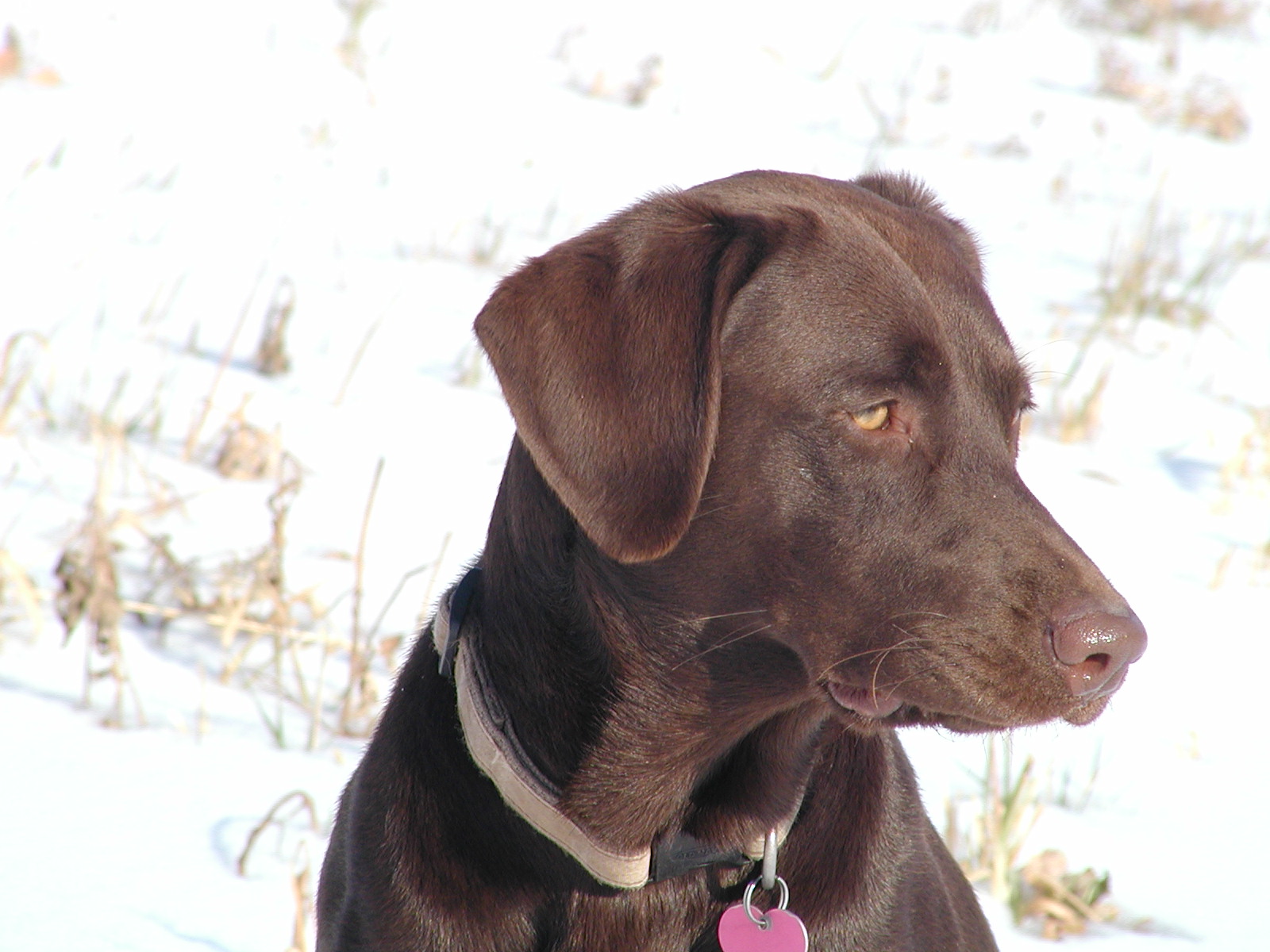 This One's For the Dogs! Lavender and Labs: Heaven at Turkey Creek Farm