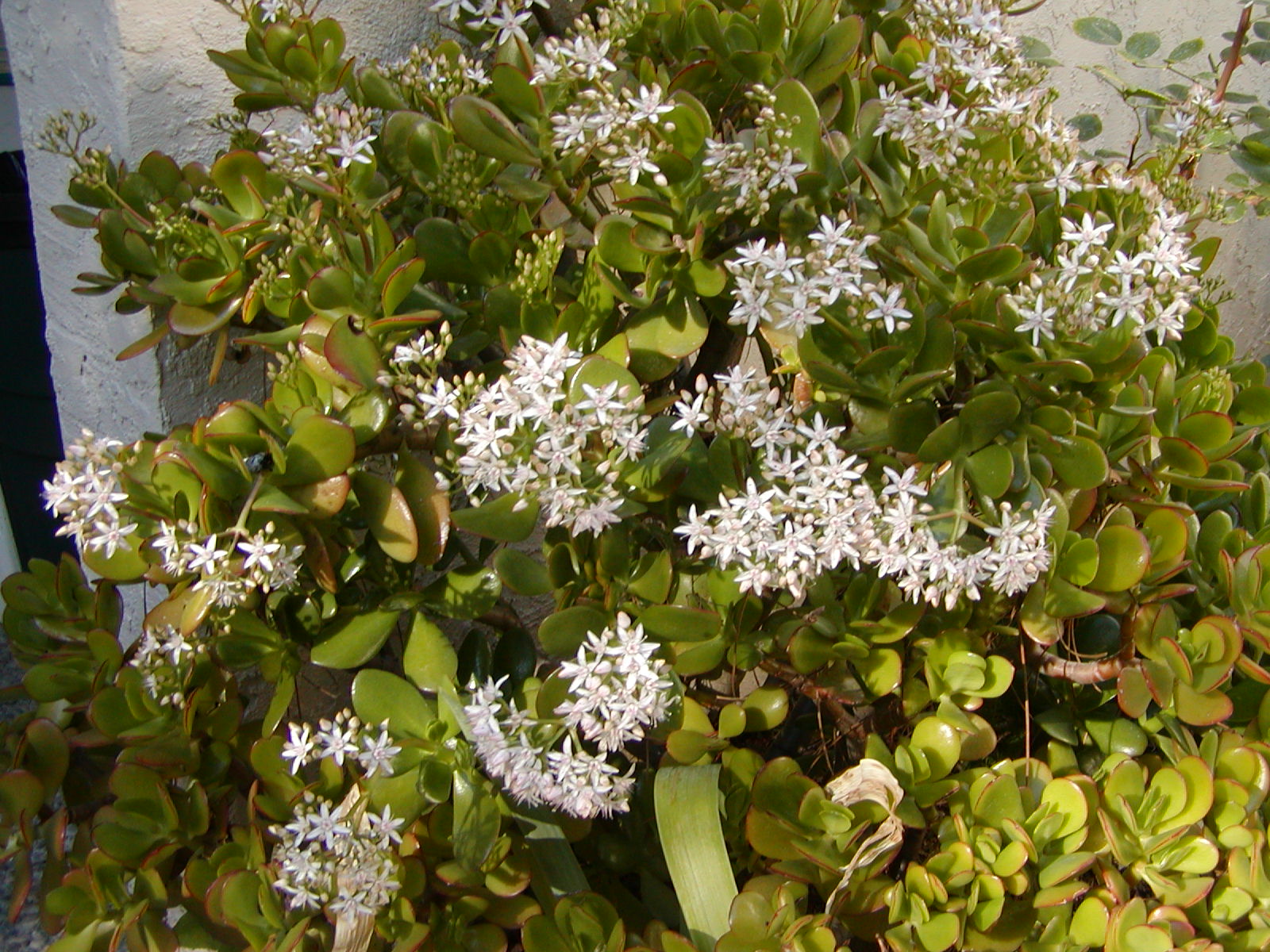 Over The Fence: STAR FLOWER JADE PLANT