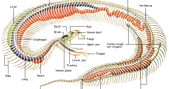 Dicas, Curiosidades e Mais...: COMO É FEITA A DIGESTÃO DAS COBRAS?