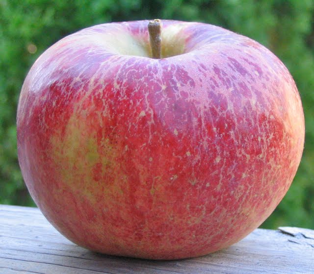 Mollie's Delicious * - Adam's Apples