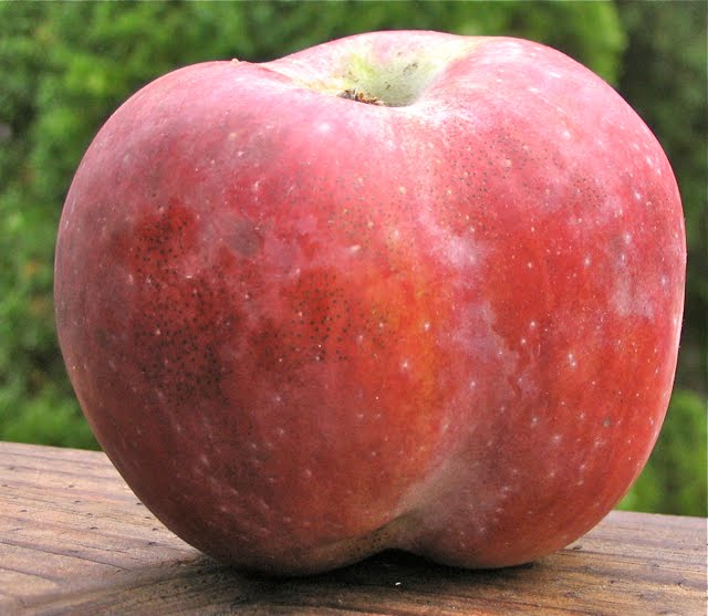 Early Spy (NY75423-30) * - Adam's Apples