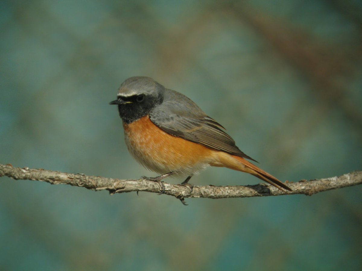 manises naturaleza: Colirrojos