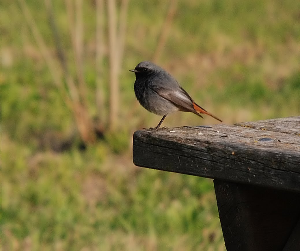 manises naturaleza: Colirrojos