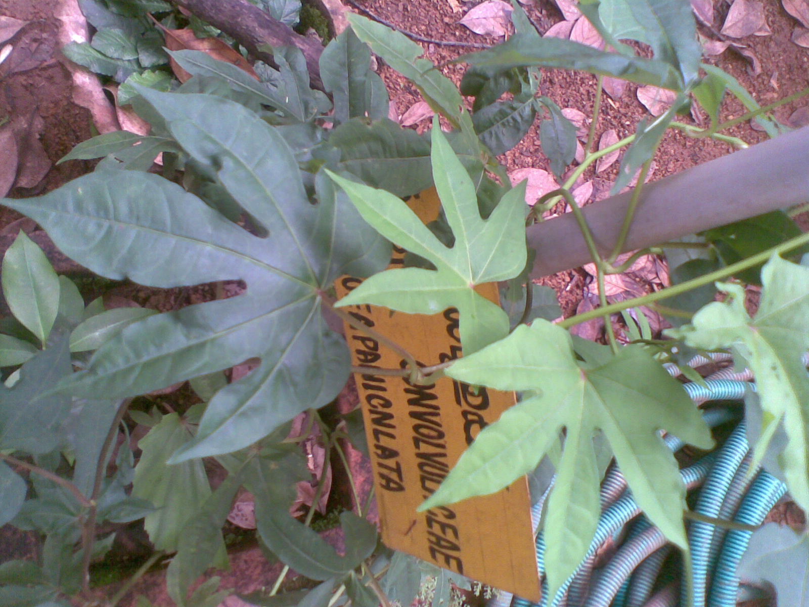 MEDICINAL PLANTS PICTURES IN AYURVEDA