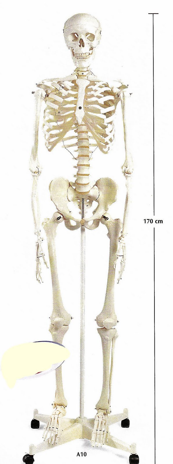 Skeleton