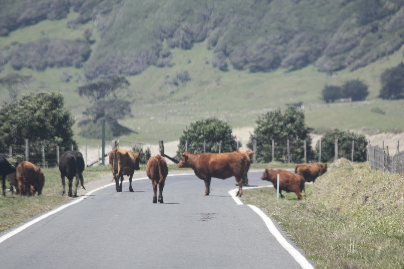 THE KIWI KRONICLES: Day 35 Te Kaha, Hicks Bay, East Cape Lighthouse and ...