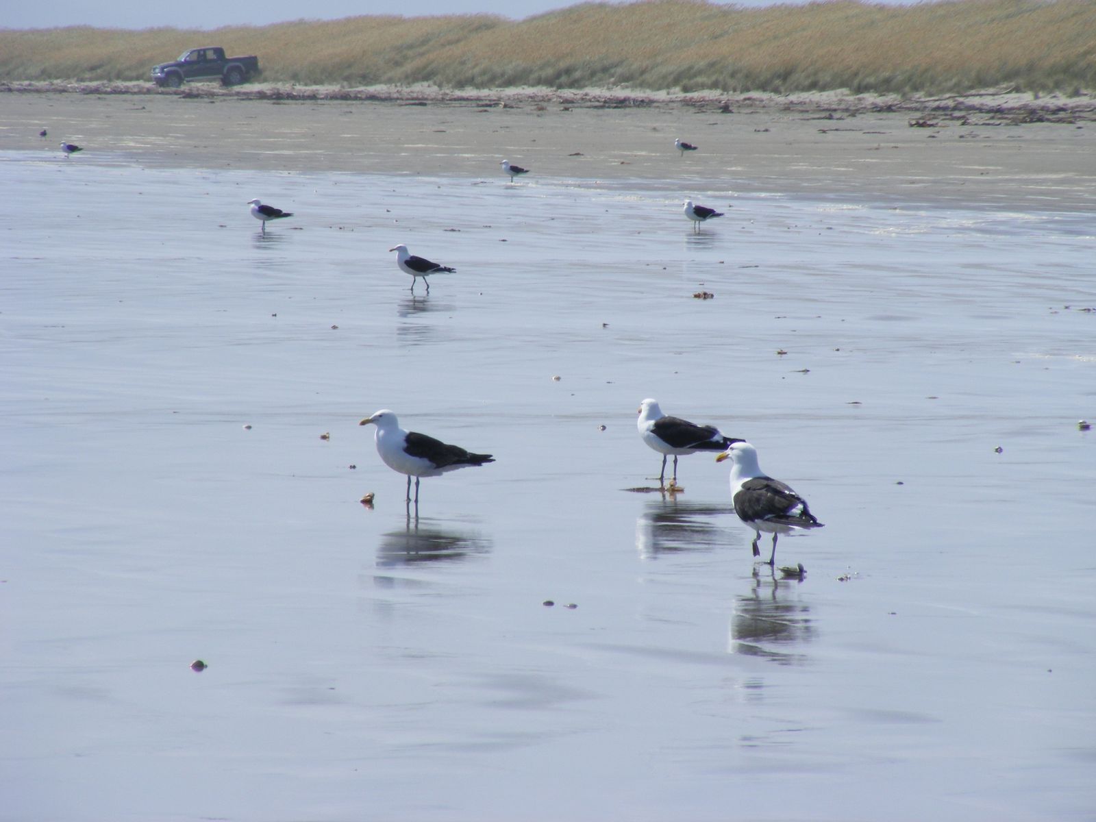 THE KIWI KRONICLES: Day 96 Invercargill, Oreti Beach