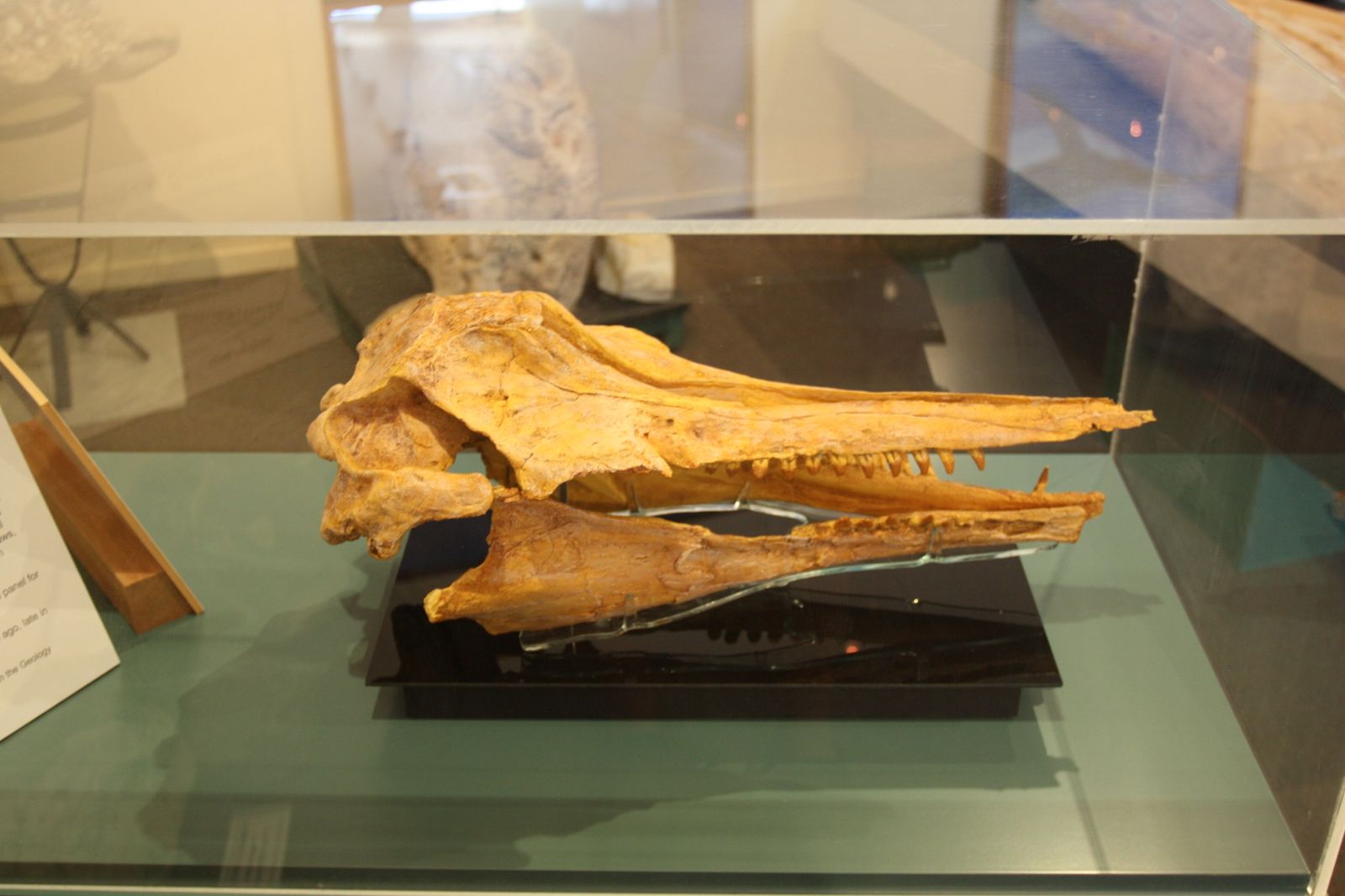 THE KIWI KRONICLES: Day 125 Waitaki Valley, Vanished World Fossil Trail ...