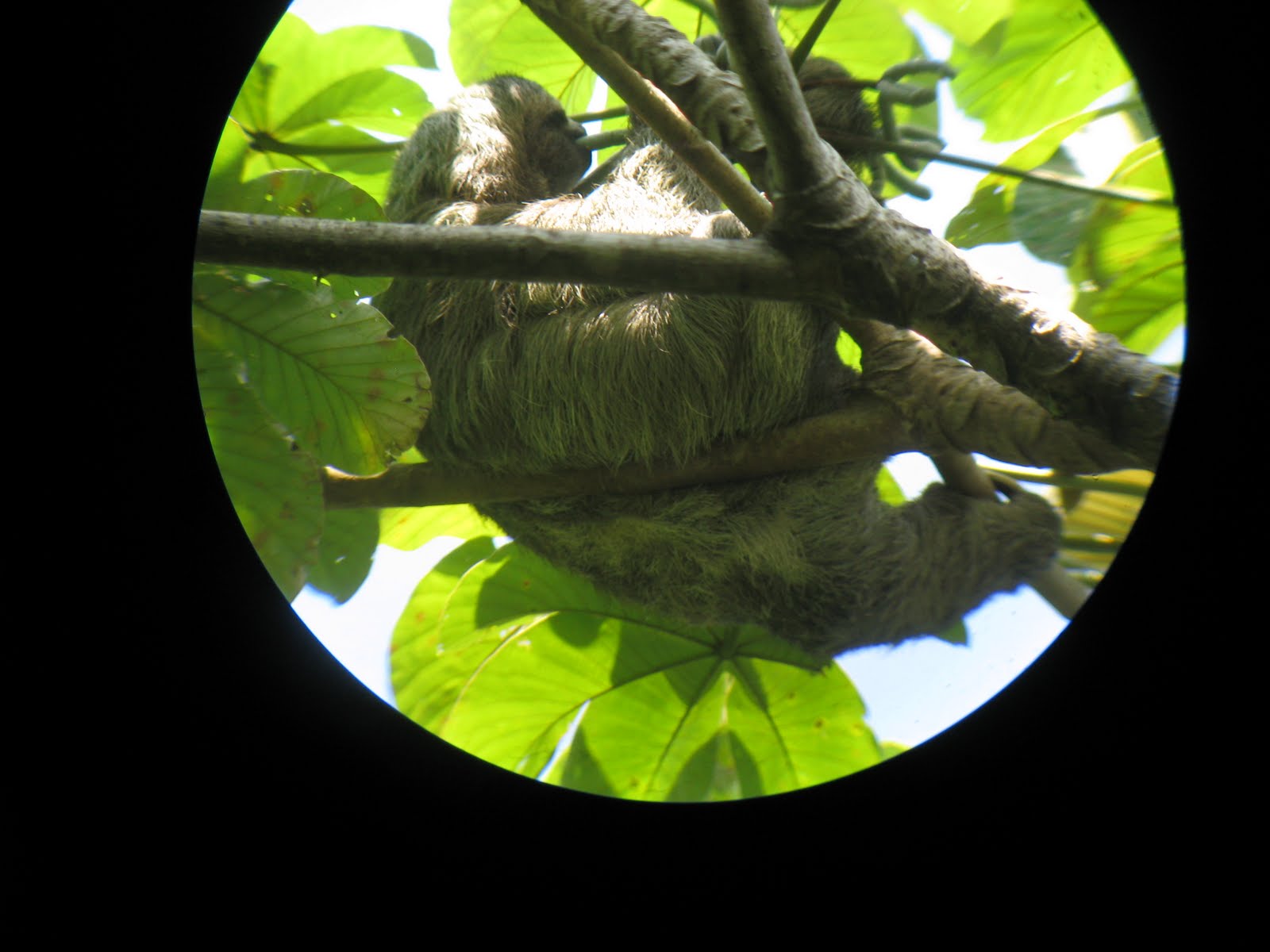 Thirty-Days-of-Flight: giant spiders, three-toed sloths, and walking sticks