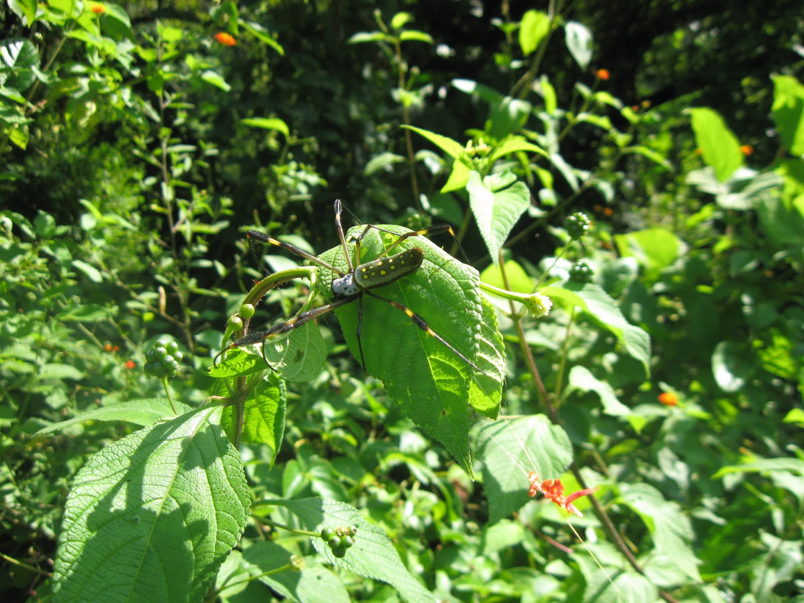 Thirty-Days-of-Flight: giant spiders, three-toed sloths, and walking sticks