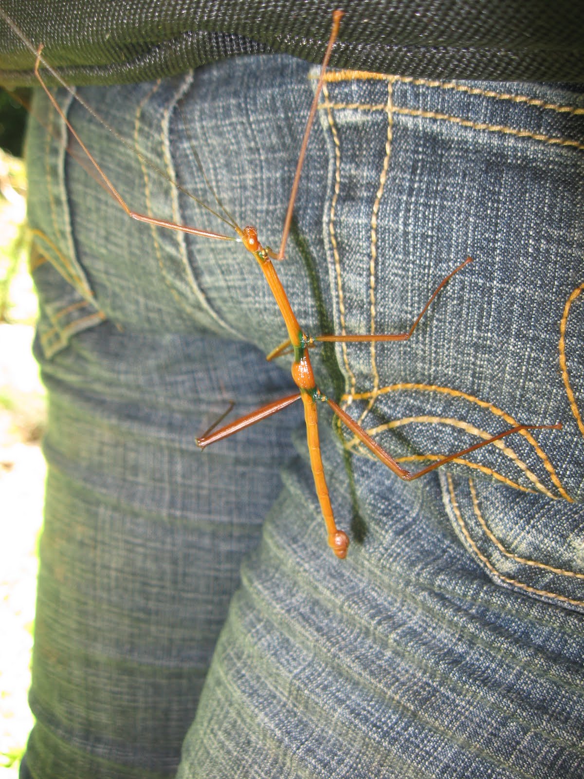 Thirty-Days-of-Flight: giant spiders, three-toed sloths, and walking sticks